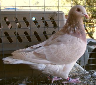 Texan Pioneer Pigeon Pictures ~ ENCYCLOPEDIA OF PIGEON BREEDS