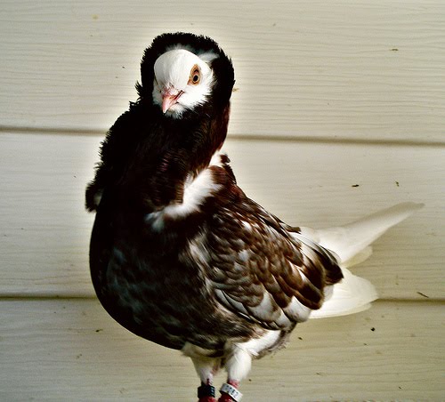 Old Dutch Capuchine Pigeon Pictures ~ ENCYCLOPEDIA OF PIGEON BREEDS