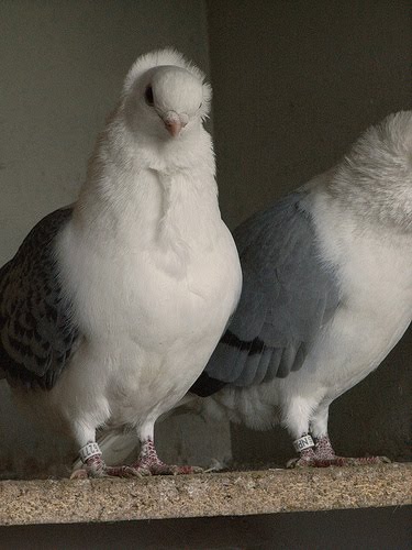 German Shield Owl Pigeon Pictures ~ ENCYCLOPEDIA OF PIGEON BREEDS