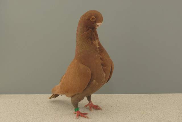 African Owl Pigeon Pictures ~ ENCYCLOPEDIA OF PIGEON BREEDS