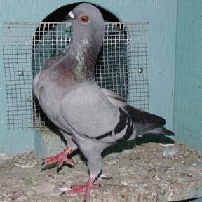 Italian Owl Pigeon Pictures ~ ENCYCLOPEDIA OF PIGEON BREEDS