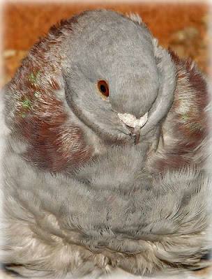 Chinese Owl Pigeon Pictures ~ ENCYCLOPEDIA OF PIGEON BREEDS