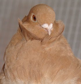 Chinese Owl Pigeon Pictures ~ ENCYCLOPEDIA OF PIGEON BREEDS