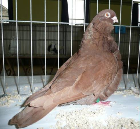 Chinese Owl Pigeon Pictures ~ ENCYCLOPEDIA OF PIGEON BREEDS