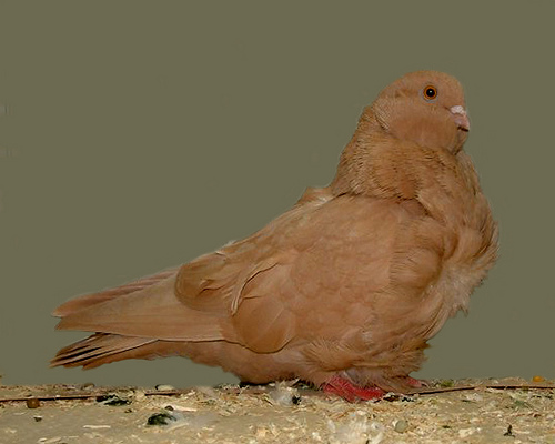 Chinese Owl Pigeon Pictures ~ ENCYCLOPEDIA OF PIGEON BREEDS