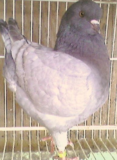 King Pigeon Pictures ~ ENCYCLOPEDIA OF PIGEON BREEDS