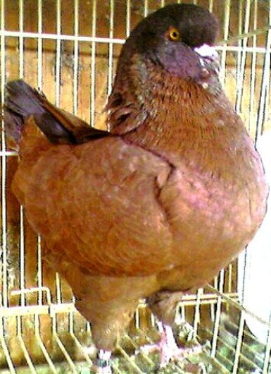 King Pigeon Pictures ~ ENCYCLOPEDIA OF PIGEON BREEDS