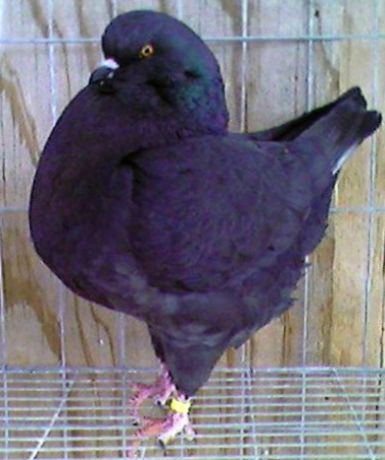 King Pigeon Pictures ~ ENCYCLOPEDIA OF PIGEON BREEDS
