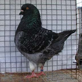 King Pigeon Pictures ~ ENCYCLOPEDIA OF PIGEON BREEDS