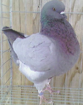 JUAL BURUNG MERPATI HIAS - pigeon breeds: KING PIGEON - RAJA MERPATI HIAS