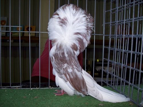 Jacobin Pigeon Pictures ~ ENCYCLOPEDIA OF PIGEON BREEDS