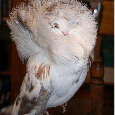 JUAL BURUNG MERPATI HIAS - pigeon breeds: JACOBIN PIGEON MERPATI HIAS