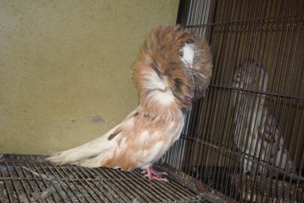 Jacobin Pigeon Pictures ~ ENCYCLOPEDIA OF PIGEON BREEDS