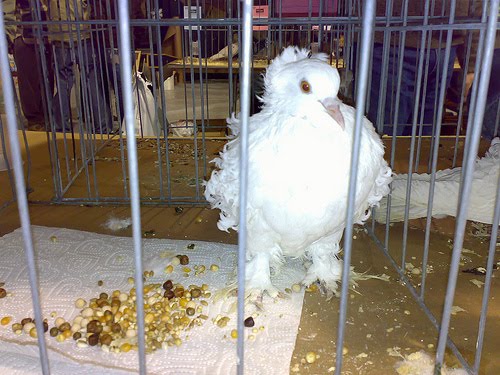 Frill Back Pigeon Pictures ~ ENCYCLOPEDIA OF PIGEON BREEDS