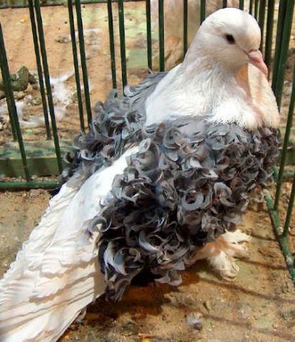 JUAL BURUNG MERPATI HIAS - pigeon breeds: FRILLBACK PIGEON MERPATI HIAS
