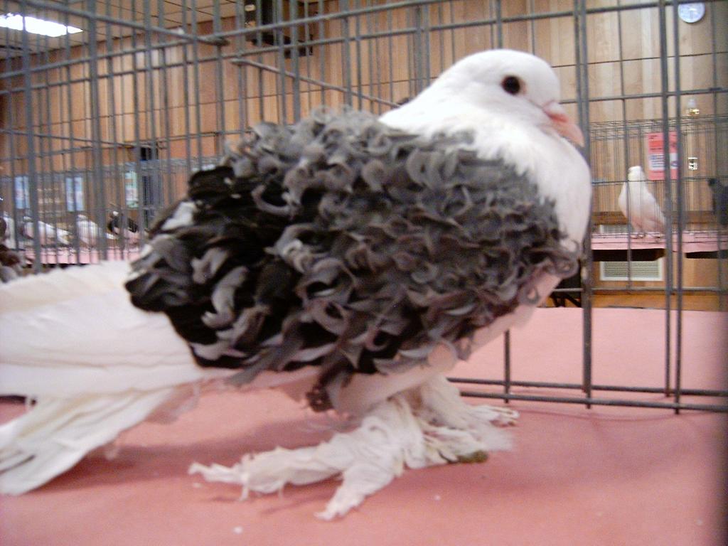 JUAL BURUNG MERPATI HIAS - pigeon breeds: FRILLBACK PIGEON MERPATI HIAS