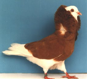 Old Dutch Capuchine Pigeon Pictures ~ ENCYCLOPEDIA OF PIGEON BREEDS