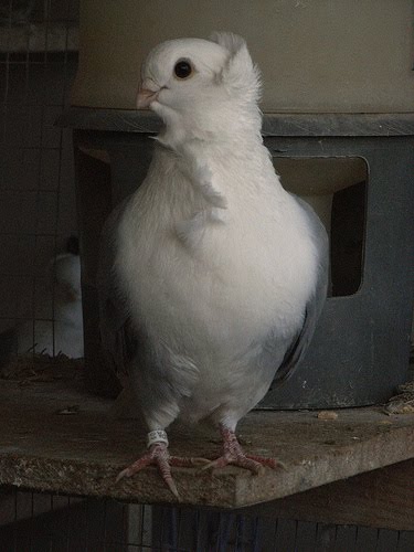 Old German Owl Pigeon Pictures ~ ENCYCLOPEDIA OF PIGEON BREEDS