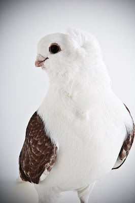 Old German Owl Pigeon Pictures ~ ENCYCLOPEDIA OF PIGEON BREEDS