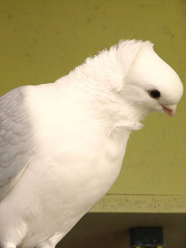 Old German Owl Pigeon Pictures ~ ENCYCLOPEDIA OF PIGEON BREEDS