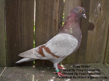 Birmingham Roller Pigeon Pictures ~ ENCYCLOPEDIA OF PIGEON BREEDS