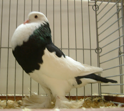 Ghent Cropper Pigeon Pictures ~ ENCYCLOPEDIA OF PIGEON BREEDS