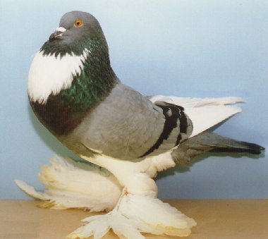 Ghent Cropper Pigeon Pictures ~ ENCYCLOPEDIA OF PIGEON BREEDS