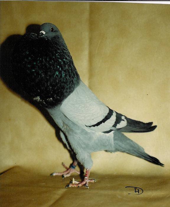 Silesian Pouter Pigeon Pictures ~ ENCYCLOPEDIA OF PIGEON BREEDS