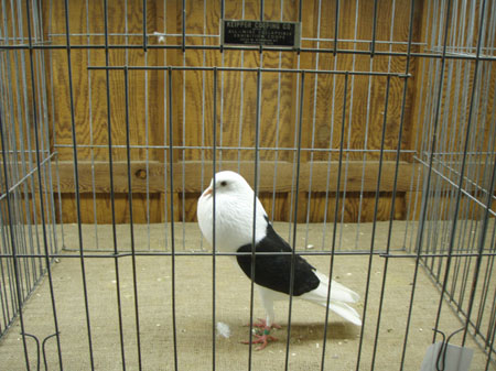 Voorburg Shield Cropper Pigeon Pictures ~ ENCYCLOPEDIA OF PIGEON BREEDS