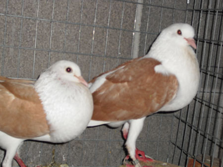 Voorburg Shield Cropper Pigeon Pictures ~ ENCYCLOPEDIA OF PIGEON BREEDS