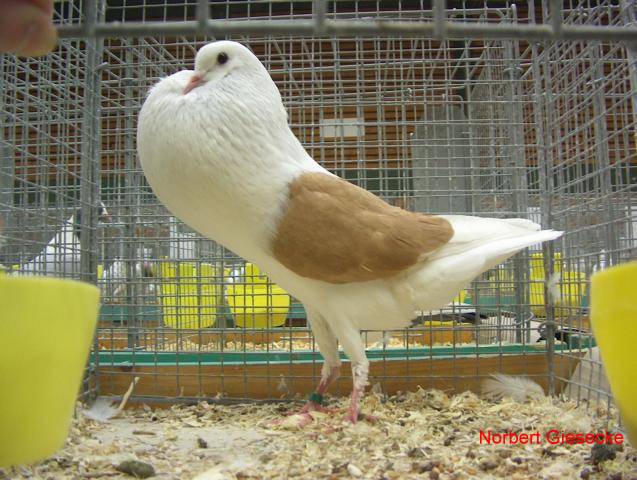 Voorburg Shield Cropper Pigeon Pictures ~ ENCYCLOPEDIA OF PIGEON BREEDS