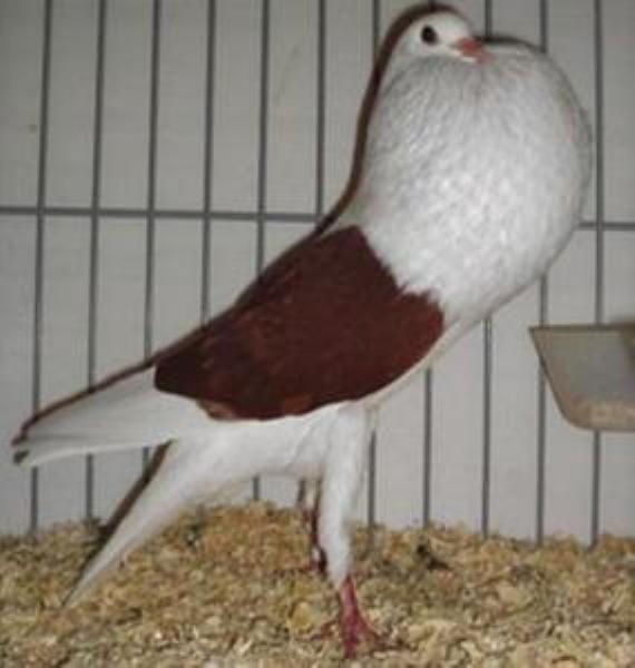 Voorburg Shield Cropper Pigeon Pictures ~ ENCYCLOPEDIA OF PIGEON BREEDS
