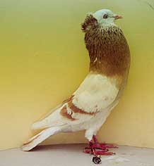 Starwitzer Pouter Pigeon Pictures ~ ENCYCLOPEDIA OF PIGEON BREEDS