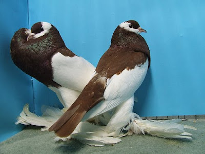 Reversewing Pouter Pigeon Pictures ~ ENCYCLOPEDIA OF PIGEON BREEDS