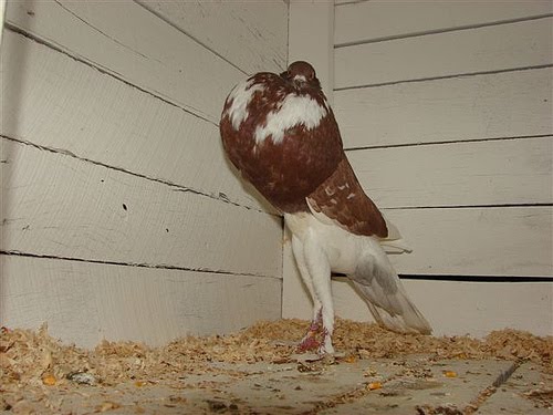 English Pouter Pigeon Pictures ~ ENCYCLOPEDIA OF PIGEON BREEDS