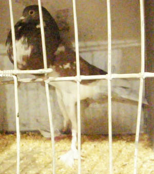 English Pouter Pigeon Pictures ~ ENCYCLOPEDIA OF PIGEON BREEDS