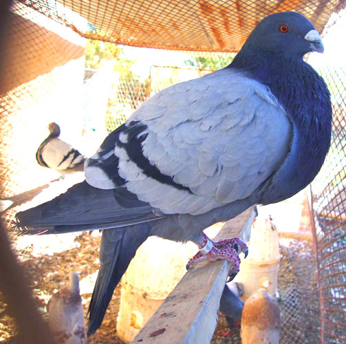 Jiennense Pouter Pigeon Pictures ~ ENCYCLOPEDIA OF PIGEON BREEDS