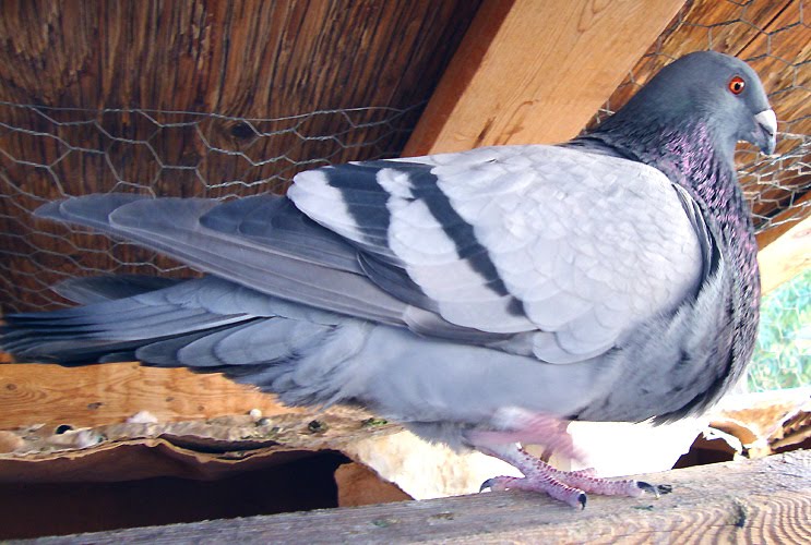 Jiennense Pouter Pigeon Pictures ~ ENCYCLOPEDIA OF PIGEON BREEDS
