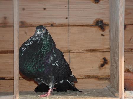 Gaditano Pouter Pigeon Pictures ~ ENCYCLOPEDIA OF PIGEON BREEDS