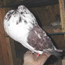 Gaditano Pouter Pigeon Pictures ~ ENCYCLOPEDIA OF PIGEON BREEDS