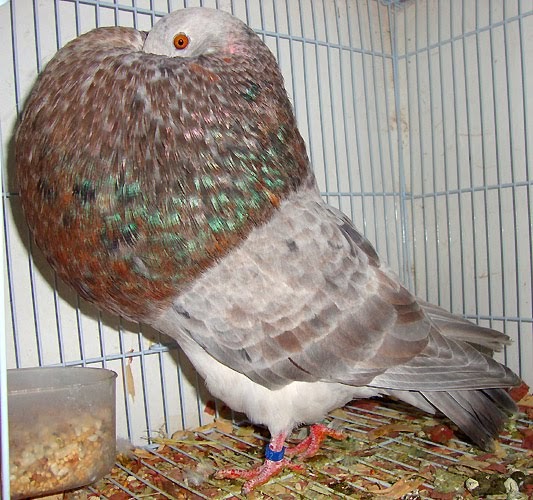 Gaditano Pouter Pigeon Pictures ~ ENCYCLOPEDIA OF PIGEON BREEDS