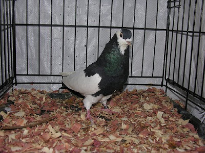 Bohemian Pouter Pigeon Pictures ~ ENCYCLOPEDIA OF PIGEON BREEDS