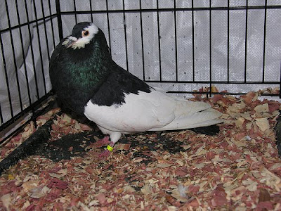 Bohemian Pouter Pigeon Pictures ~ ENCYCLOPEDIA OF PIGEON BREEDS
