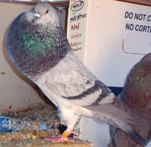 Horseman Thief Pouter Pigeon Pictures ~ ENCYCLOPEDIA OF PIGEON BREEDS