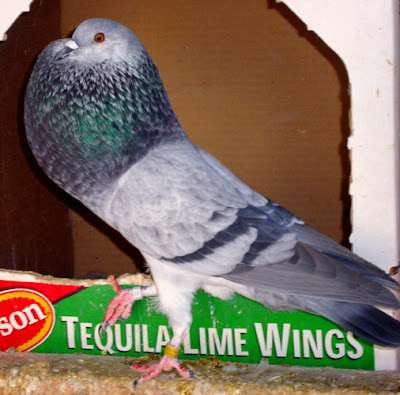 Horseman Thief Pouter Pigeon Pictures ~ ENCYCLOPEDIA OF PIGEON BREEDS
