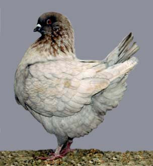 Schietti Modena Pigeon Pictures ~ ENCYCLOPEDIA OF PIGEON BREEDS