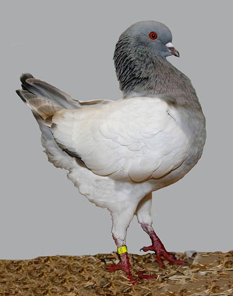German Modena Pigeon Pictures ~ ENCYCLOPEDIA OF PIGEON BREEDS