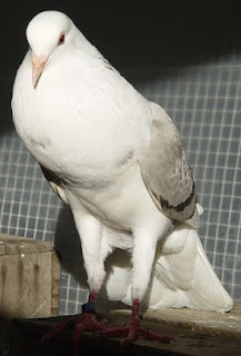 Voorburg Shield Cropper Pigeon ~ ENCYCLOPEDIA OF PIGEON BREEDS