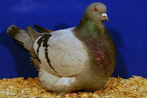 Mondain Pigeon ~ ENCYCLOPEDIA OF PIGEON BREEDS