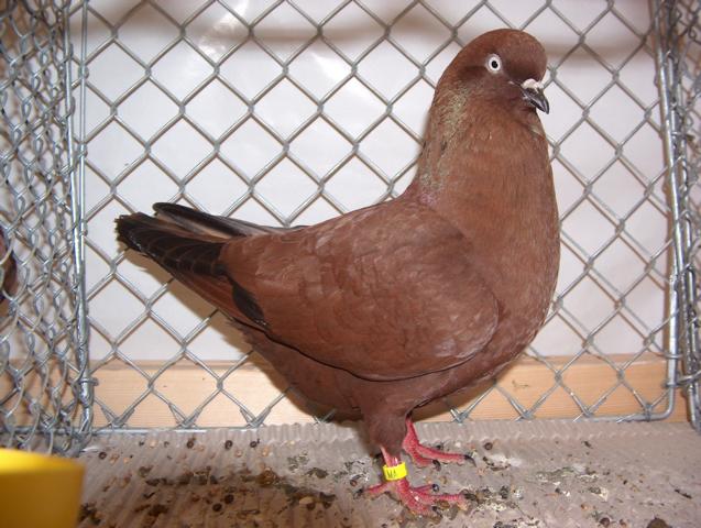Dutch High Flyer Pigeon ~ ENCYCLOPEDIA OF PIGEON BREEDS